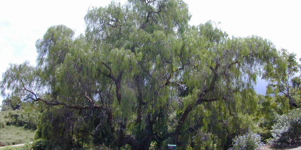 EL MOLLE – GustuBlog